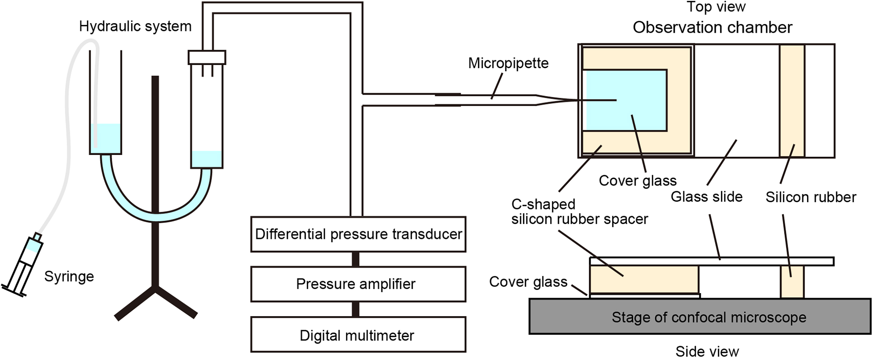 Cell Press: STAR Protocols