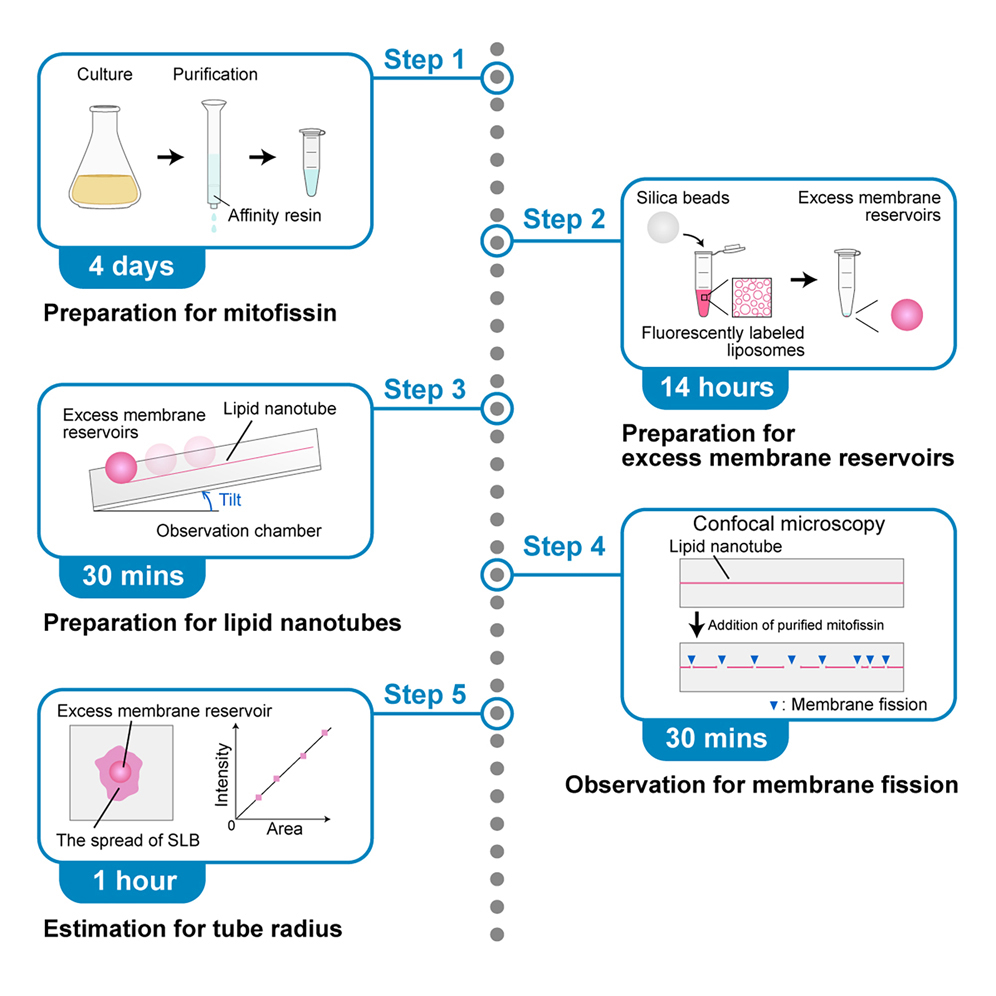 Cell Press: STAR Protocols
