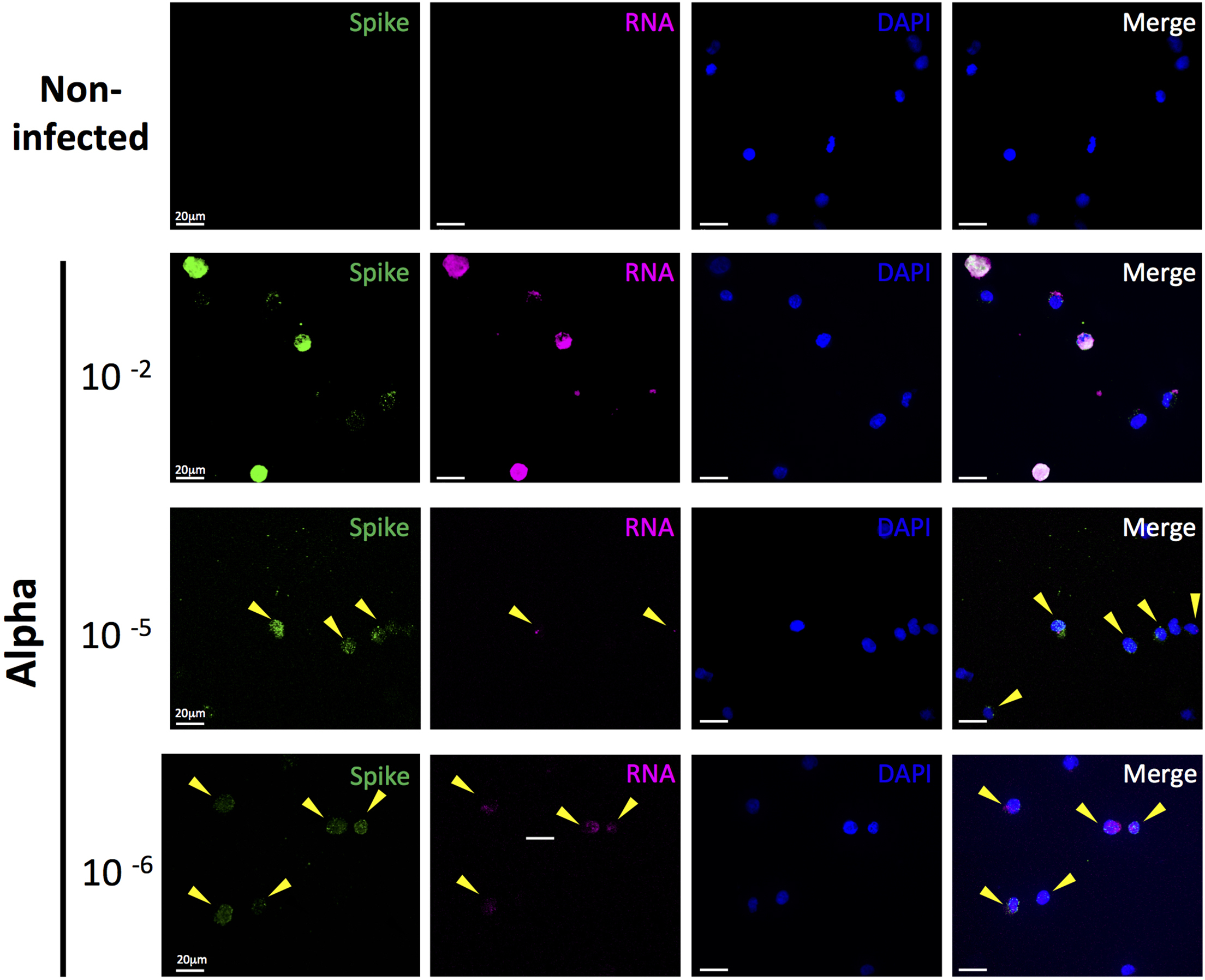 Cell Press: STAR Protocols
