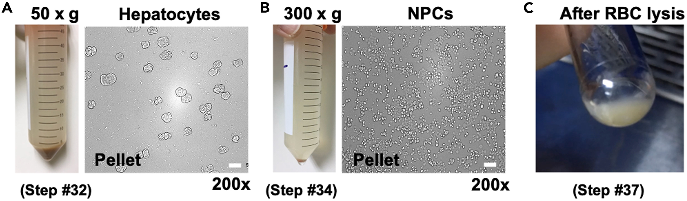 Cell Press: STAR Protocols