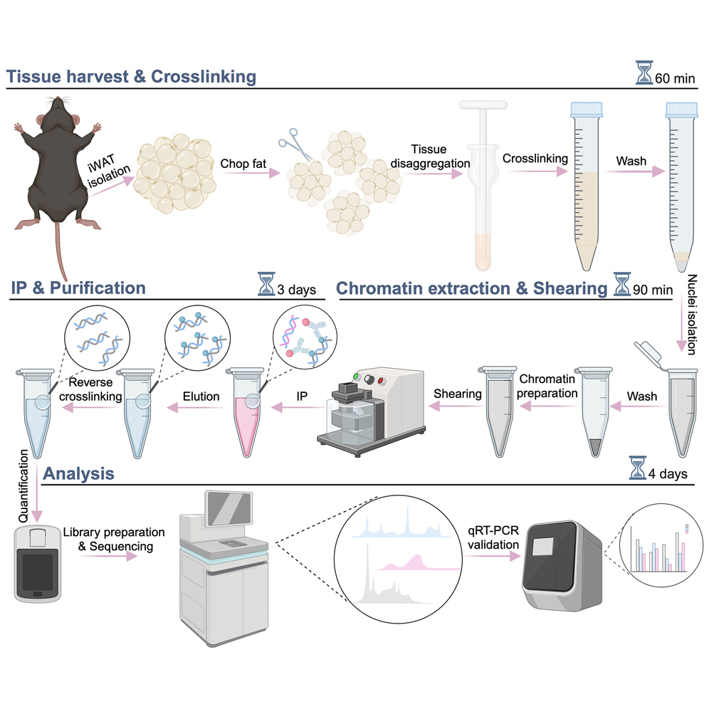 Cell Press: STAR Protocols