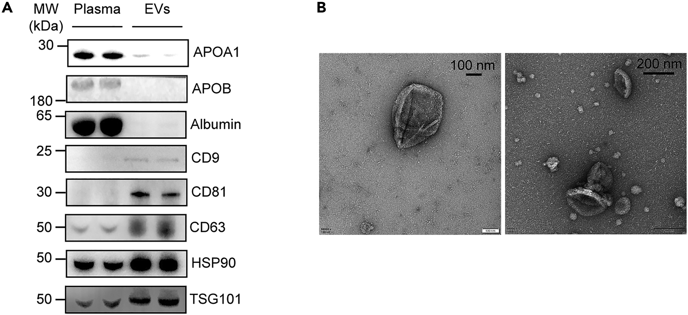 Cell Press: STAR Protocols