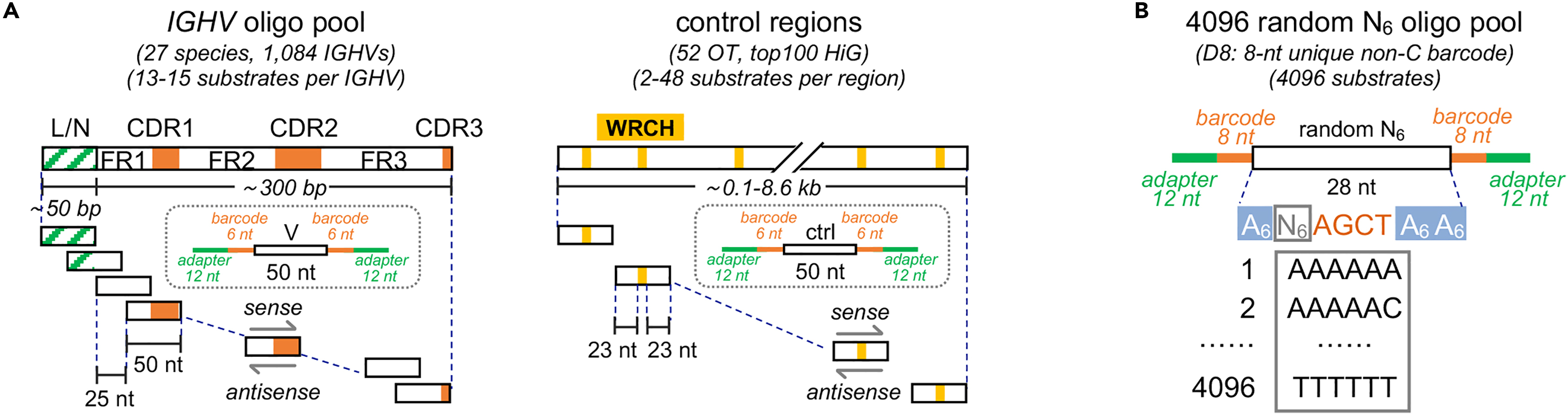 Cell Press: STAR Protocols