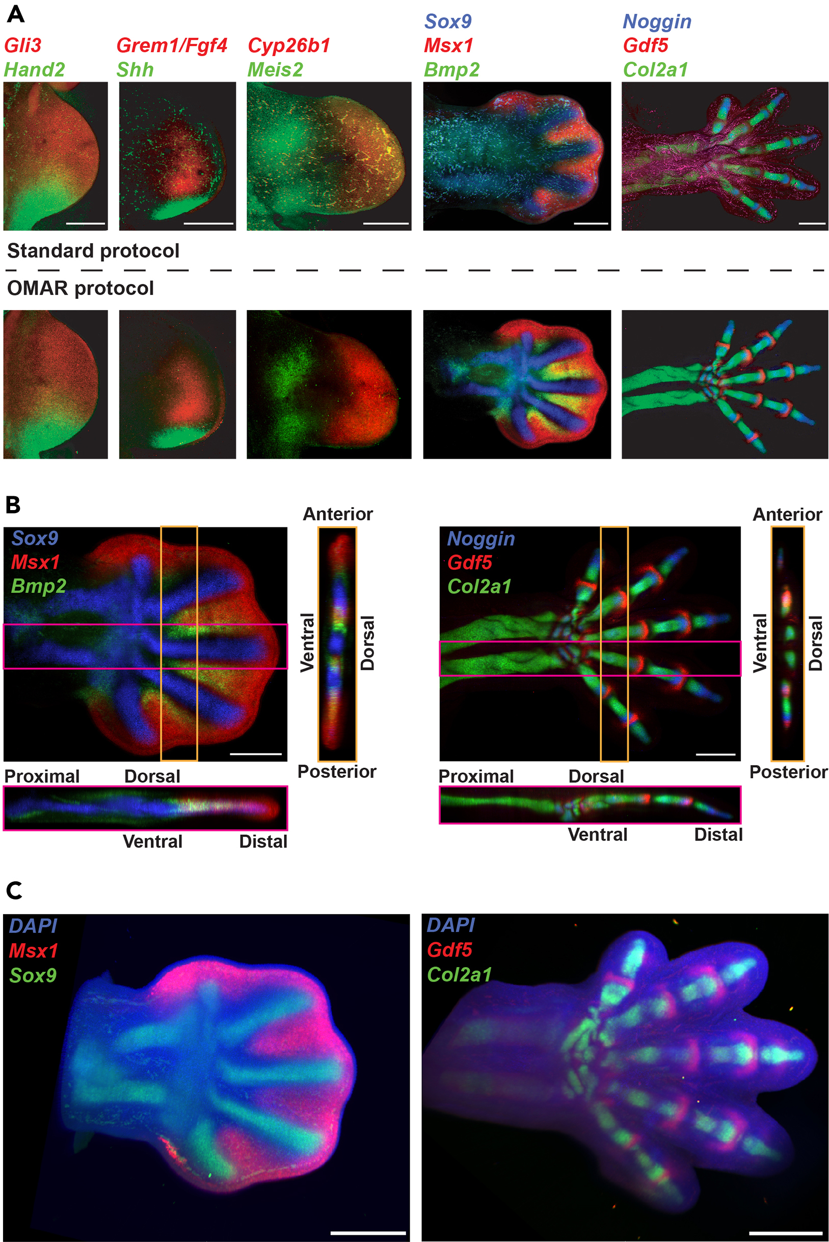 Cell Press: STAR Protocols
