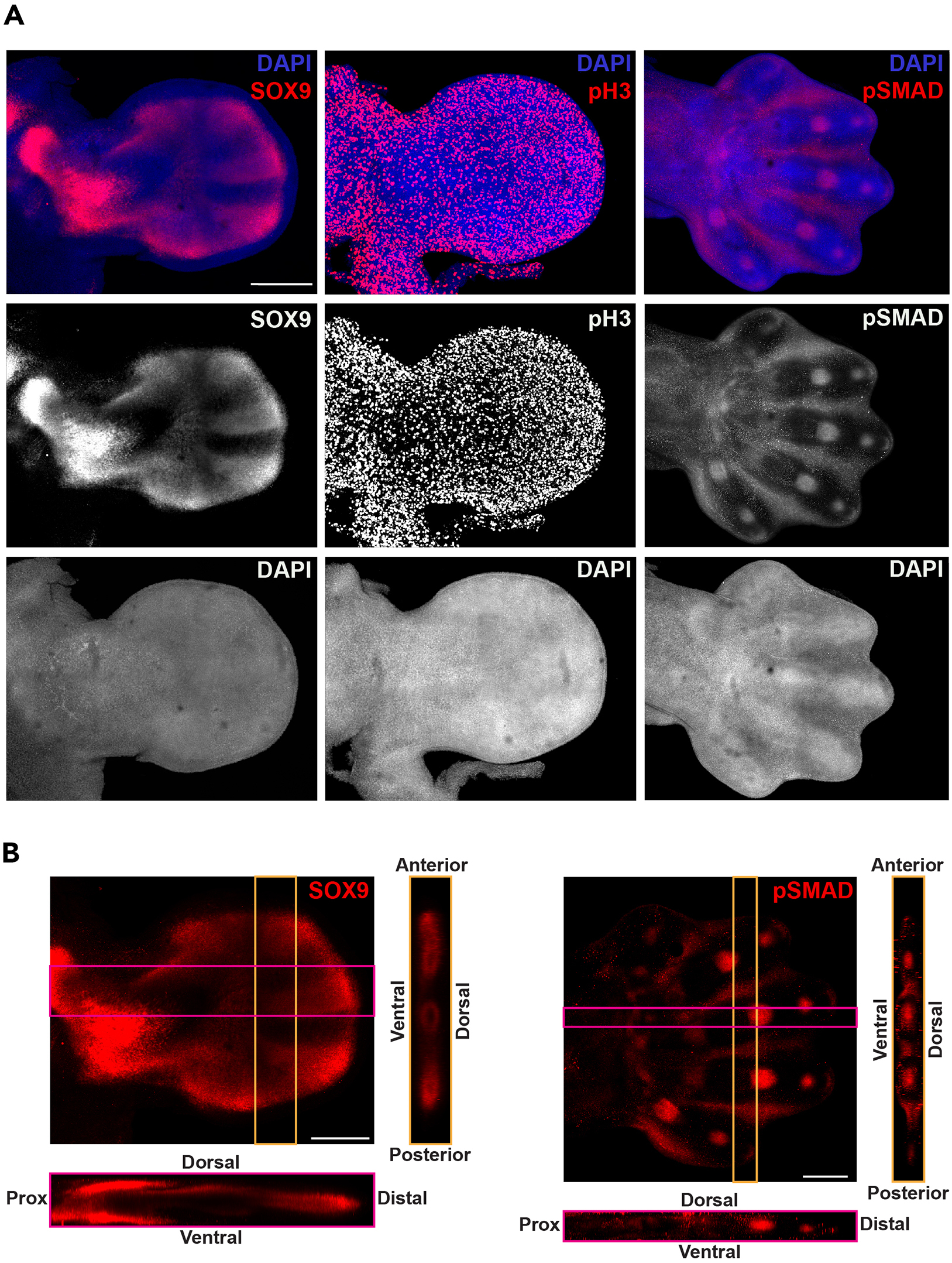 Cell Press: STAR Protocols