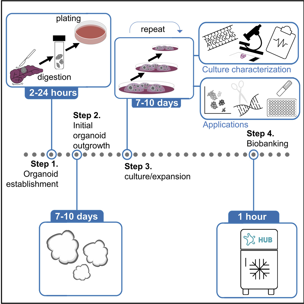 Cell Press: STAR Protocols