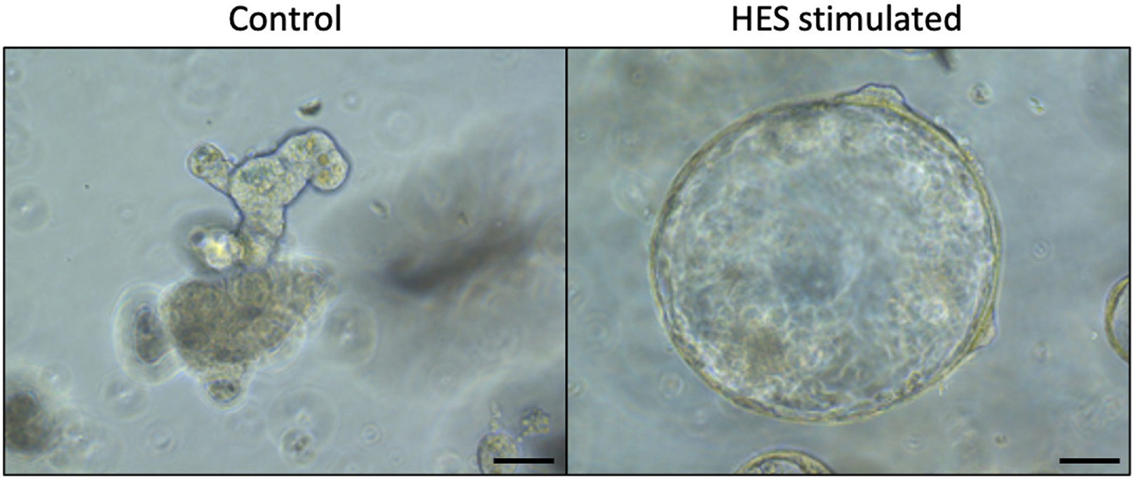 Cell Press: STAR Protocols