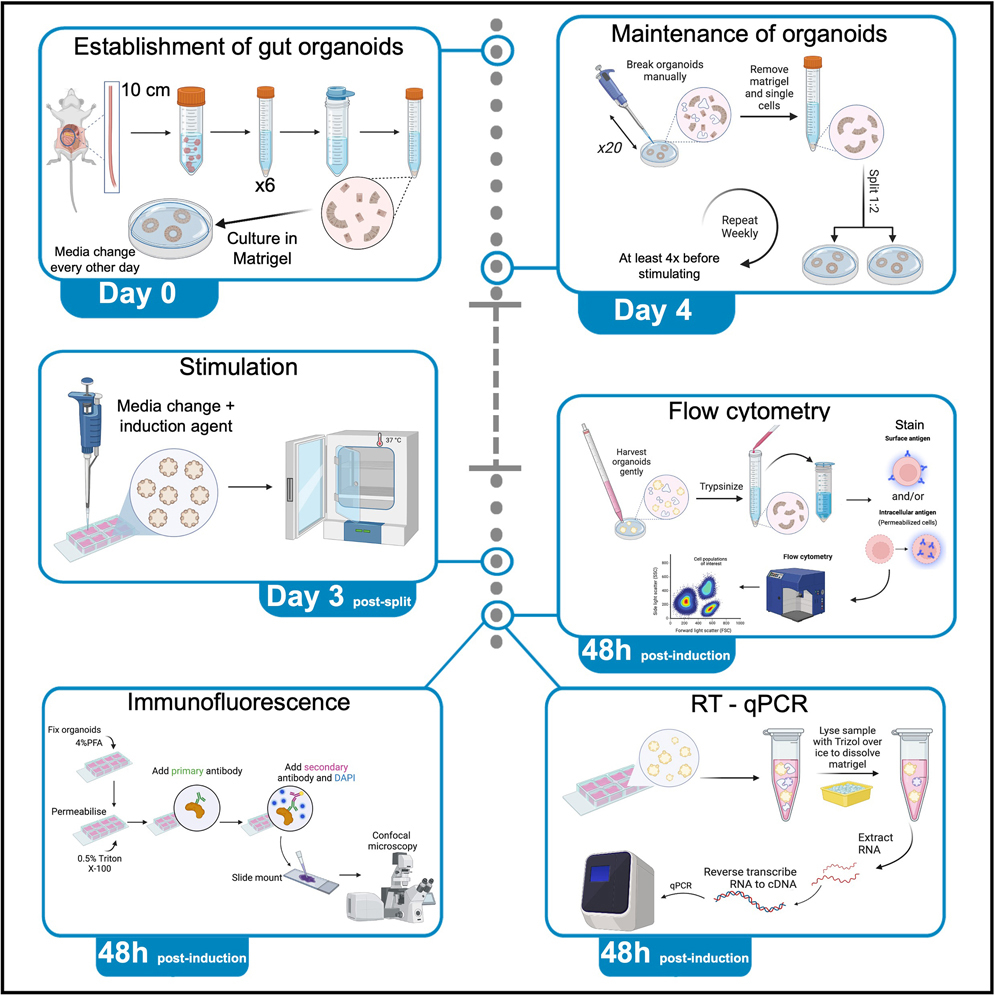Cell Press: STAR Protocols
