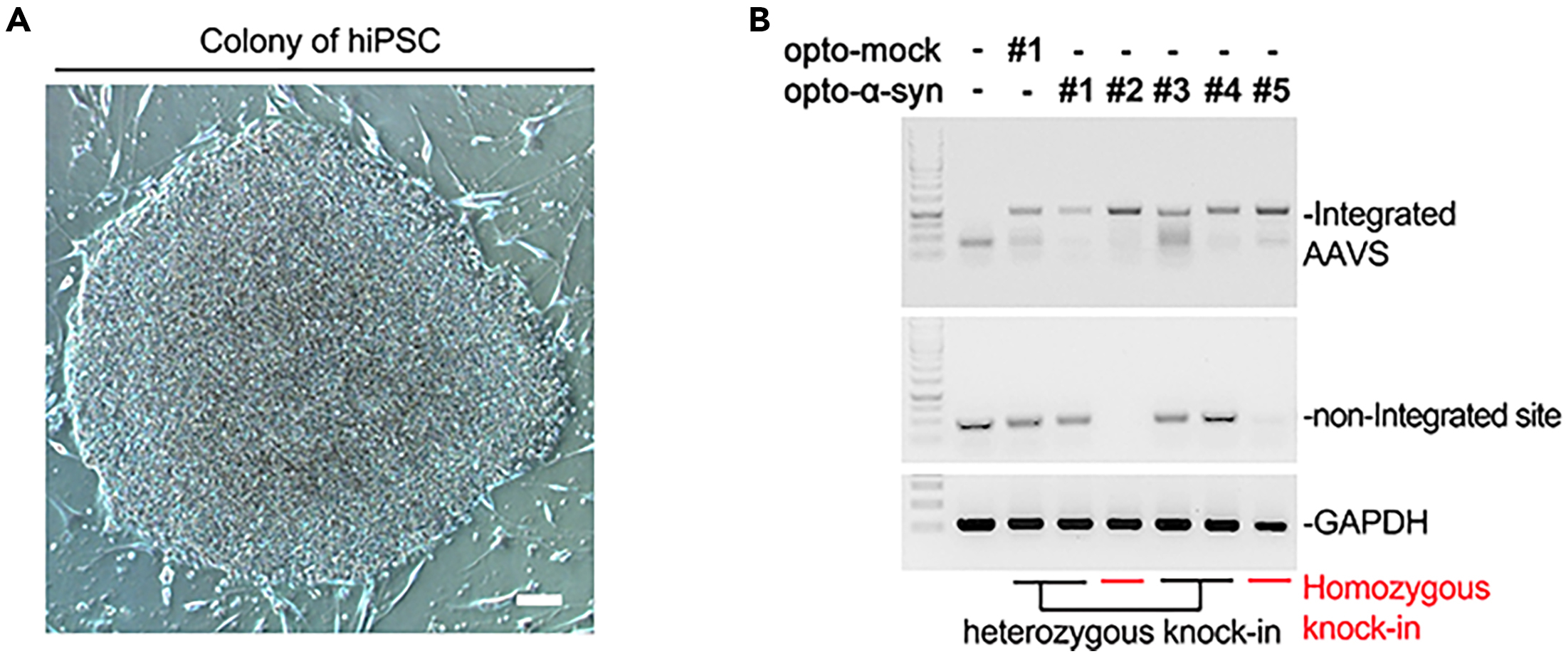 Cell Press: STAR Protocols