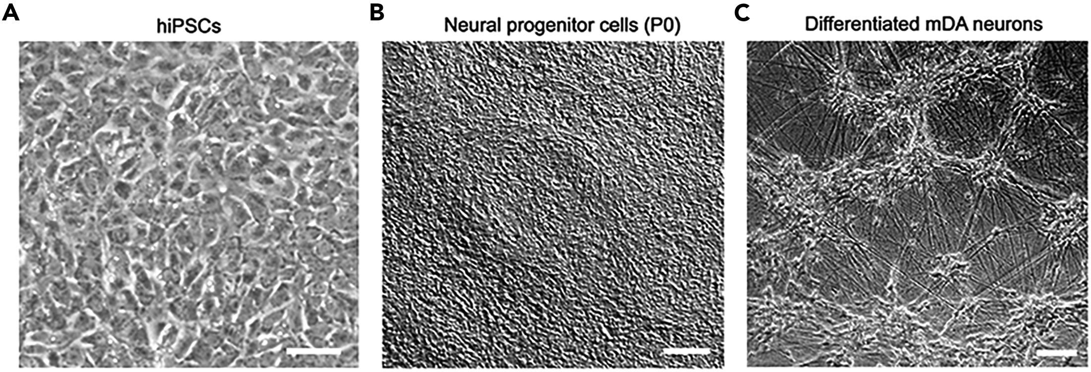 Cell Press: STAR Protocols