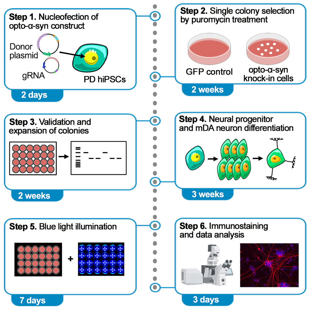 Cell Press: STAR Protocols