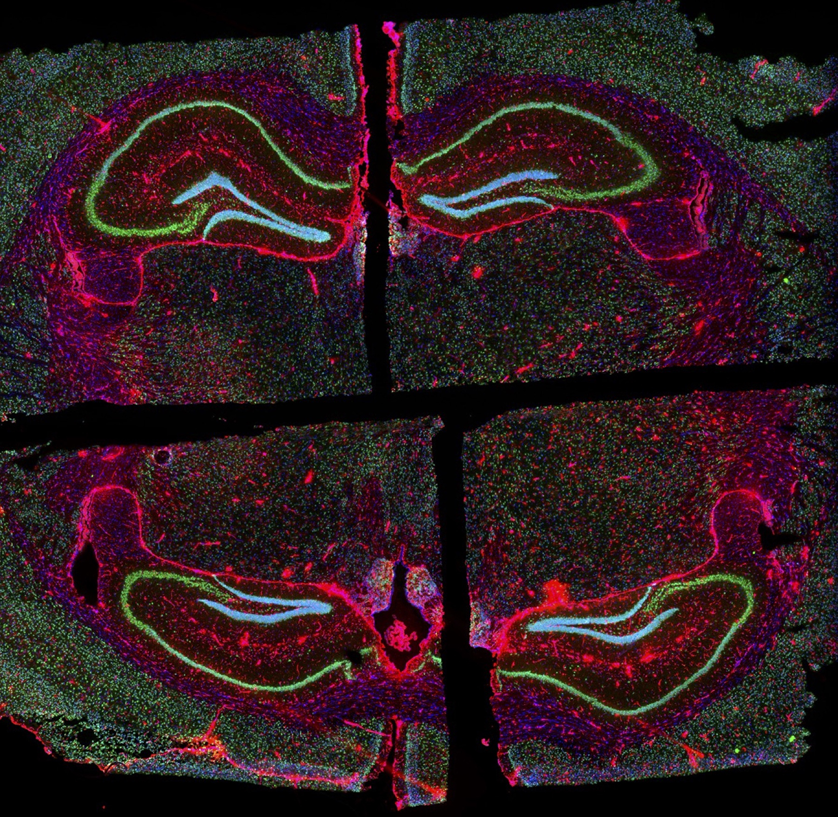 Cell Press: STAR Protocols