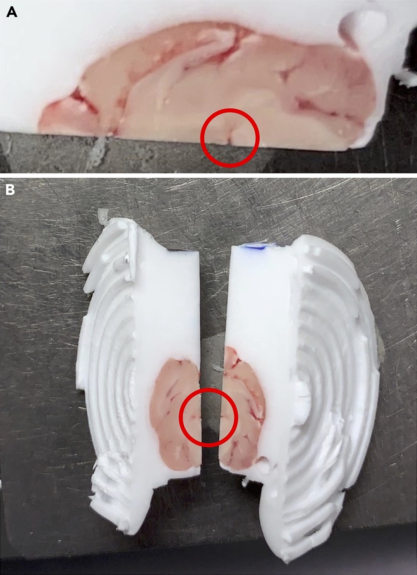Cell Press: STAR Protocols