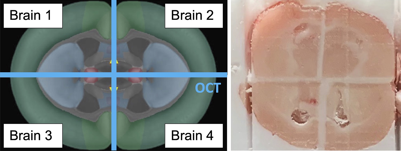 Cell Press: STAR Protocols