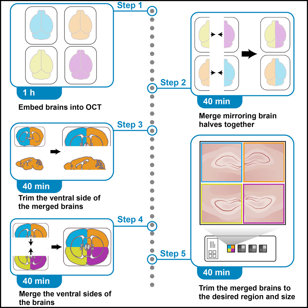 Cell Press: STAR Protocols