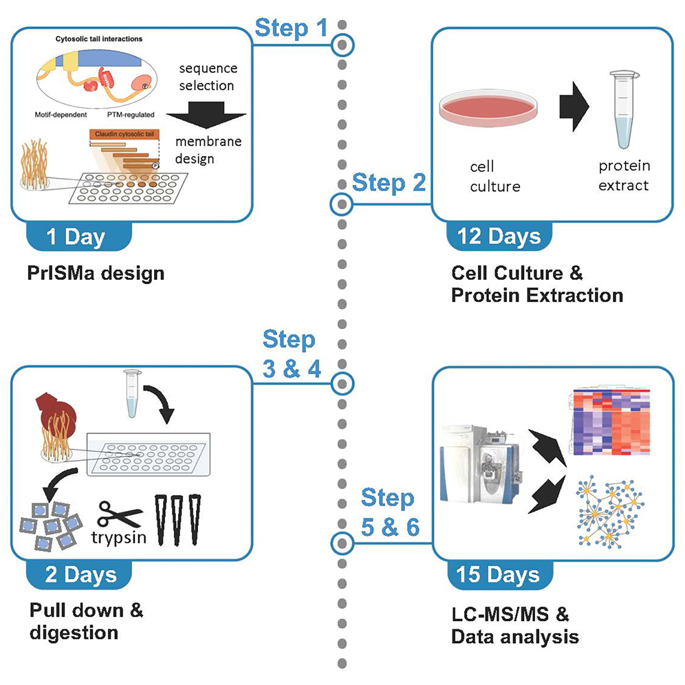 Cell Press: STAR Protocols