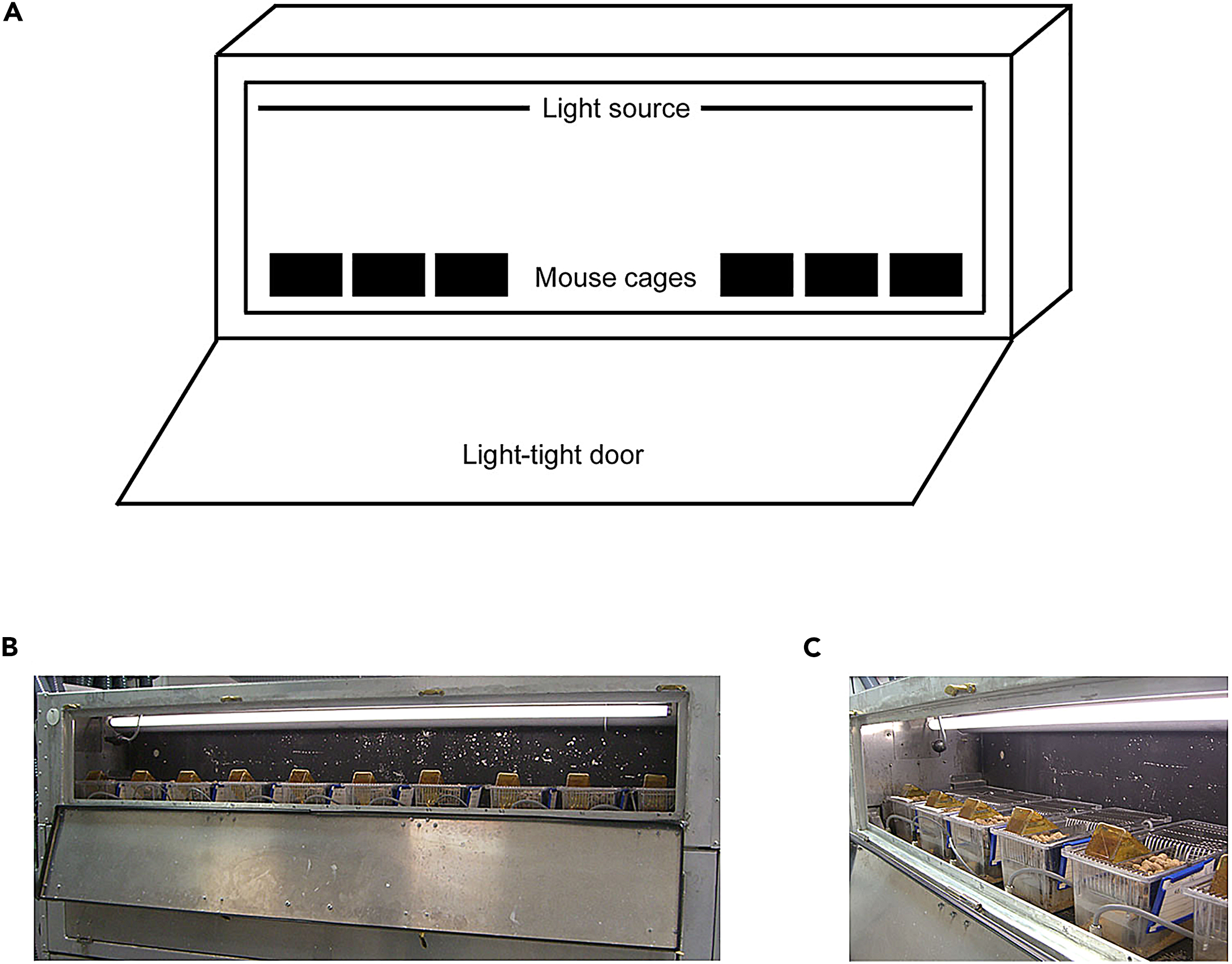 Cell Press: STAR Protocols