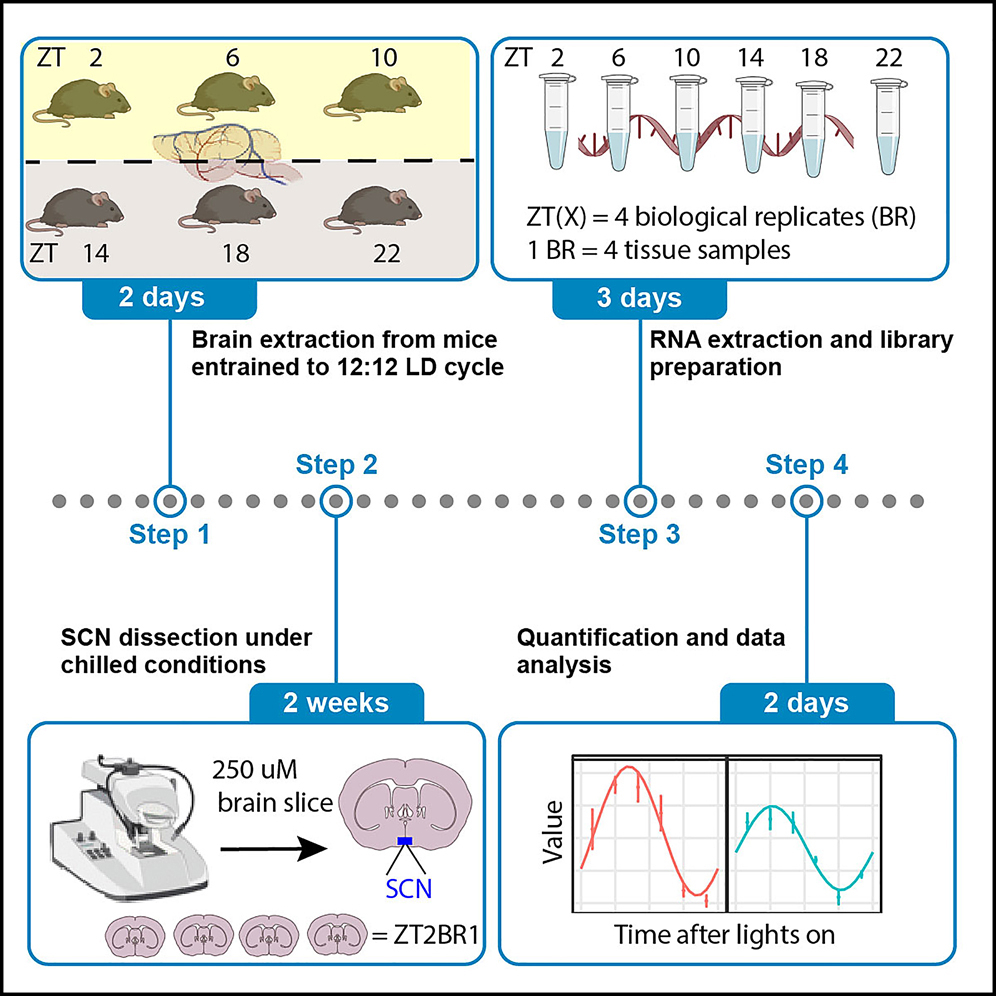 Cell Press: STAR Protocols