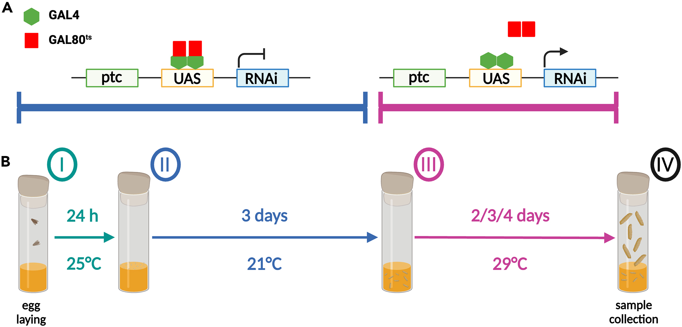 Cell Press: STAR Protocols