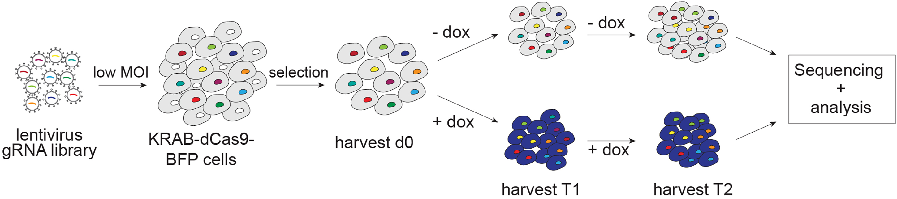 Cell Press: STAR Protocols