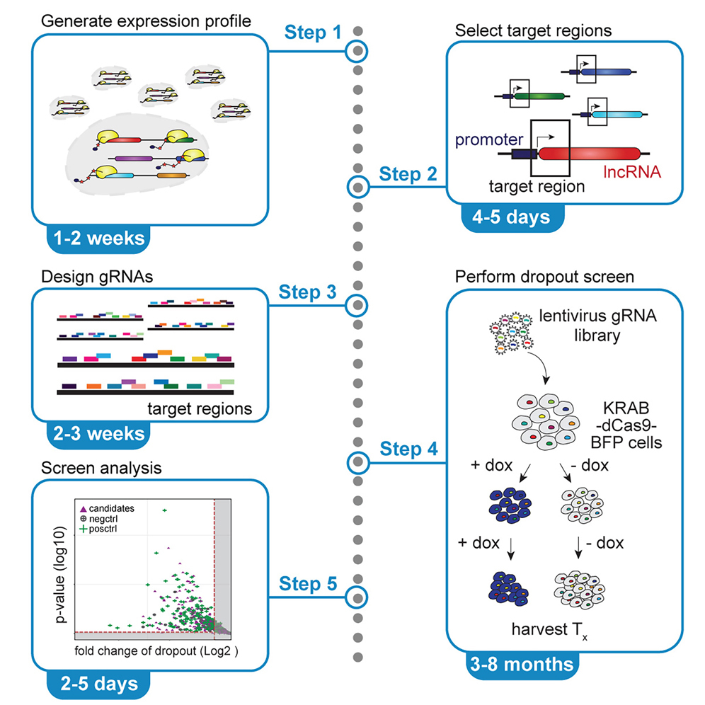 Cell Press: STAR Protocols