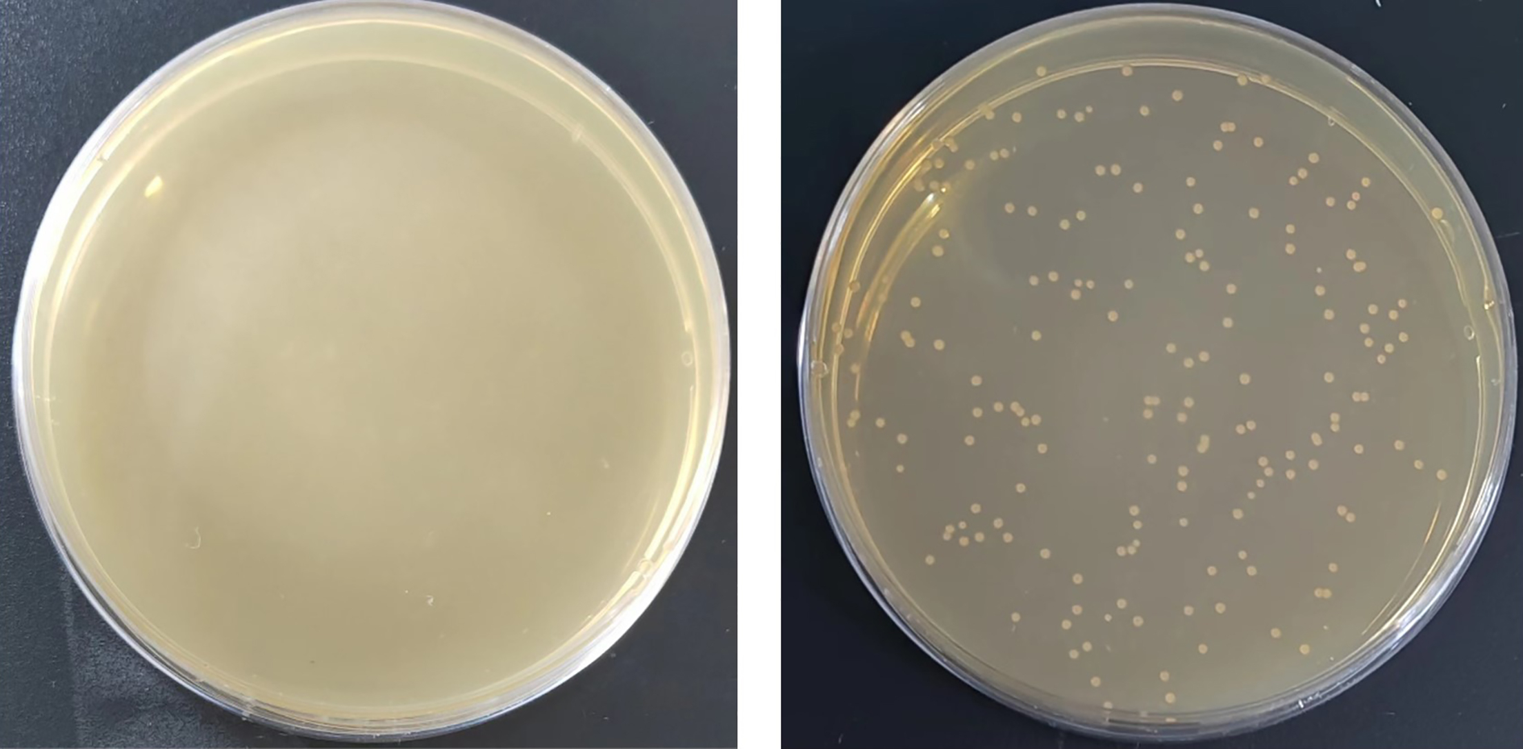Cell Press: STAR Protocols