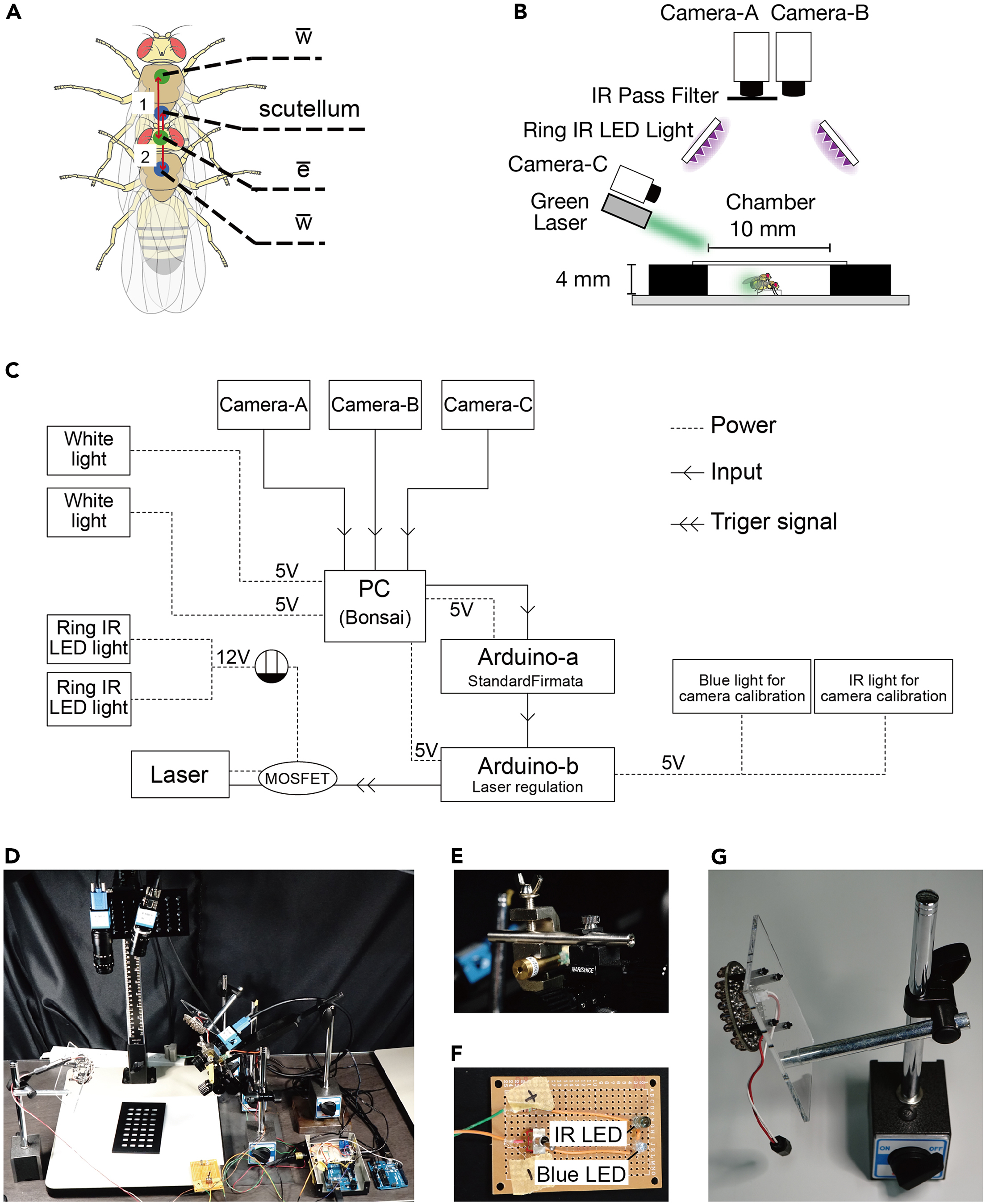Cell Press: STAR Protocols
