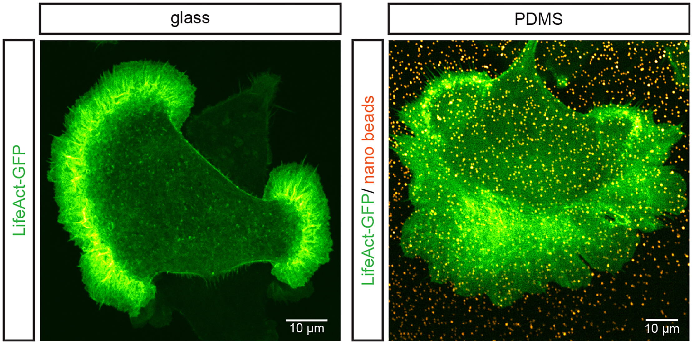 Cell Press: STAR Protocols