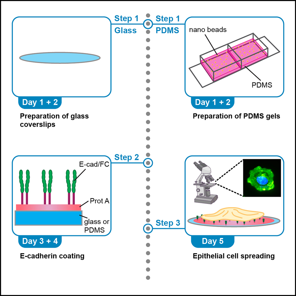 Cell Press: STAR Protocols