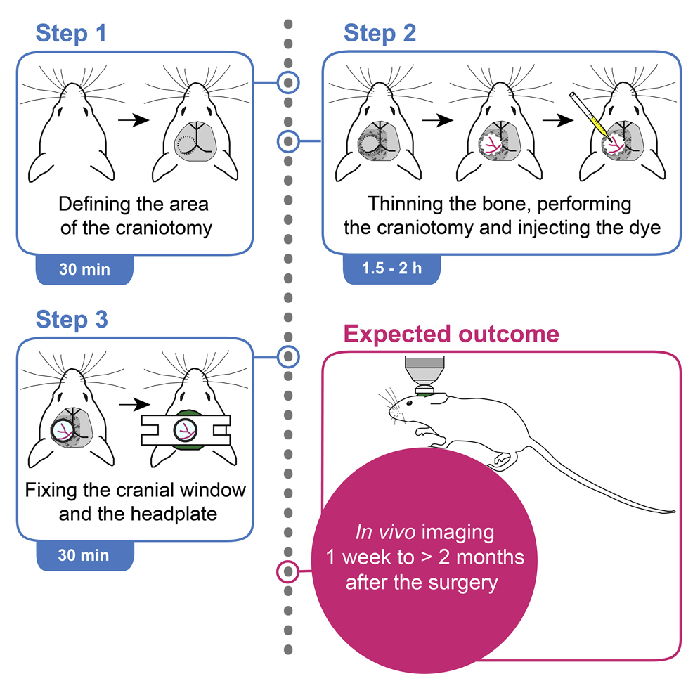 Cell Press: STAR Protocols