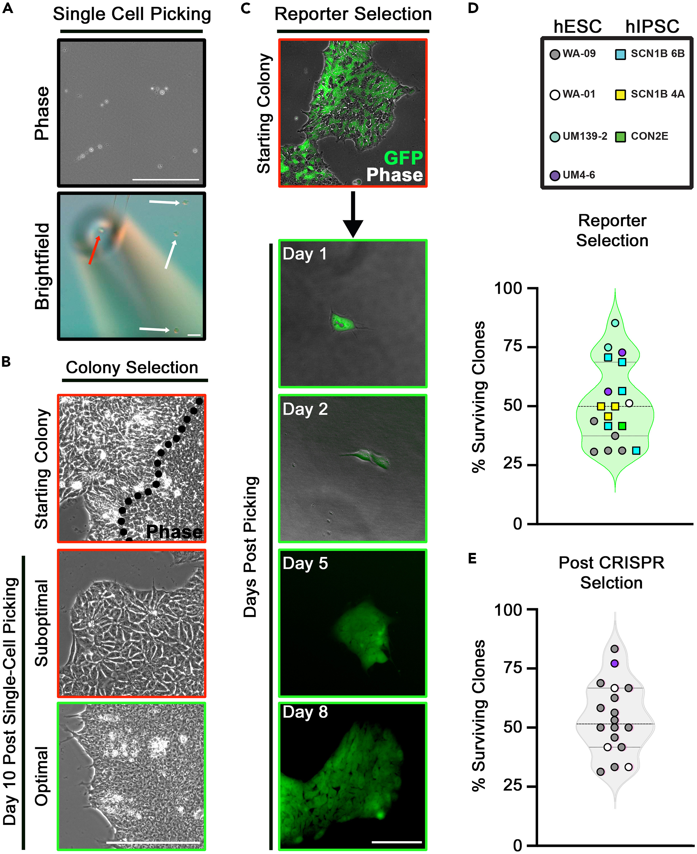 Cell Press: STAR Protocols