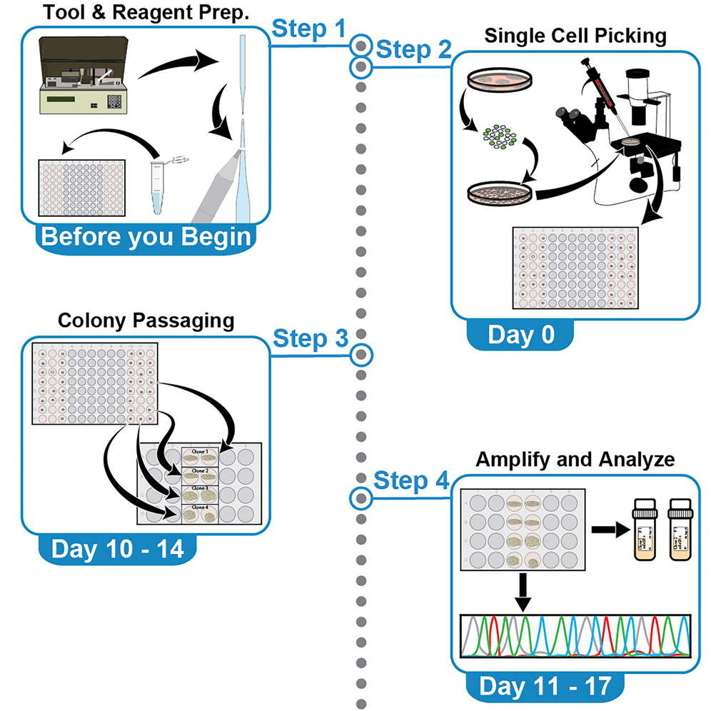 Cell Press: STAR Protocols