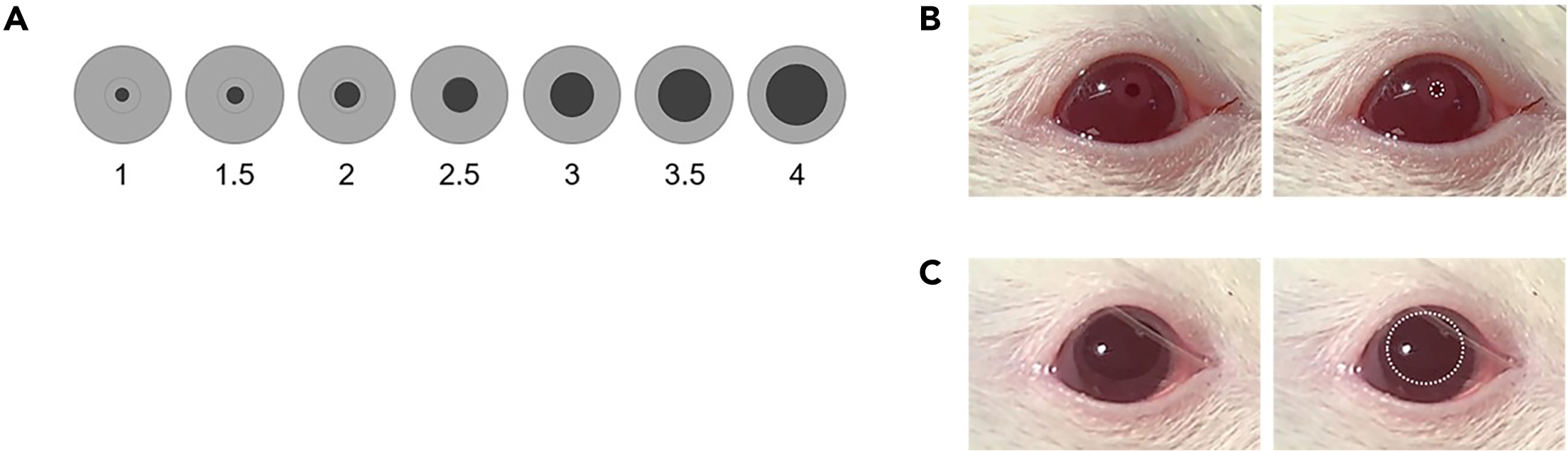 Cell Press: STAR Protocols
