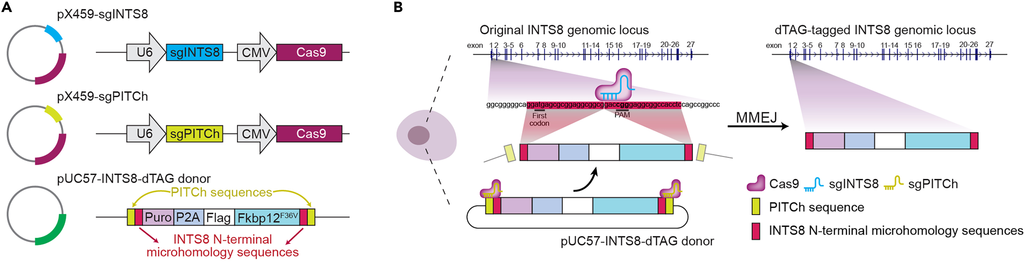Cell Press: STAR Protocols