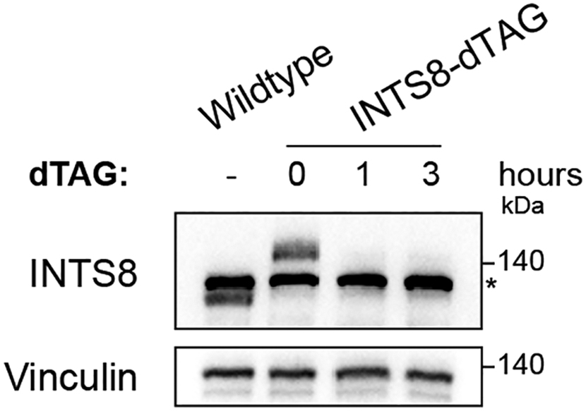 Cell Press: STAR Protocols