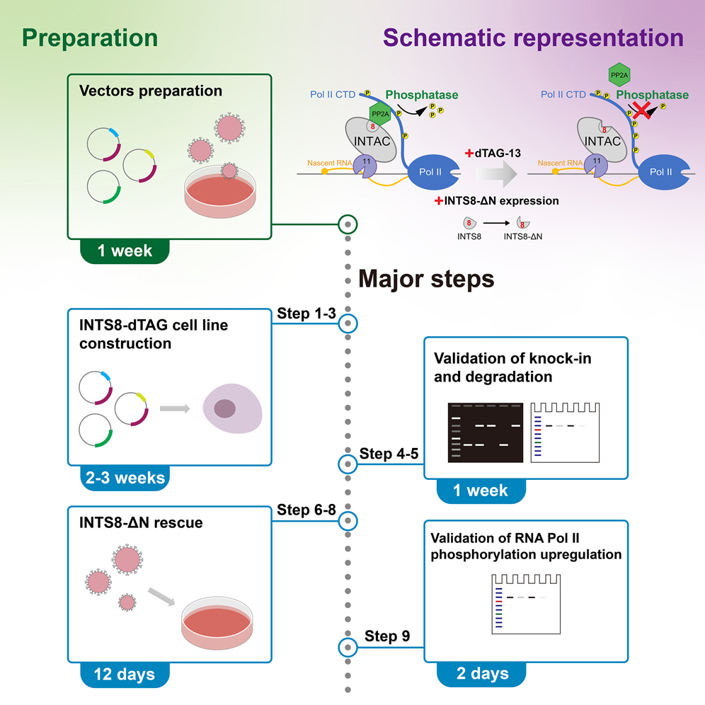 Cell Press: STAR Protocols