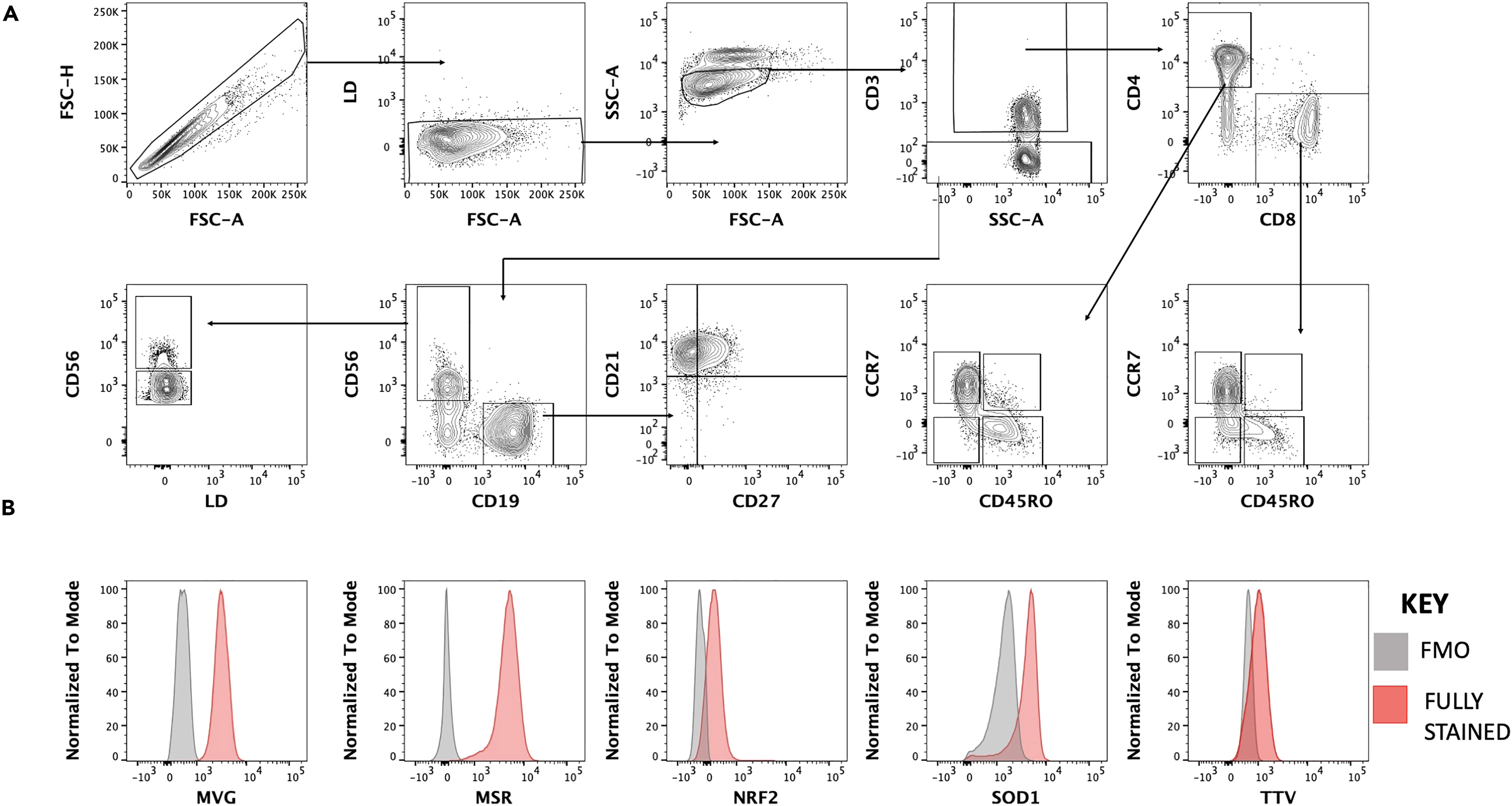 Cell Press: STAR Protocols