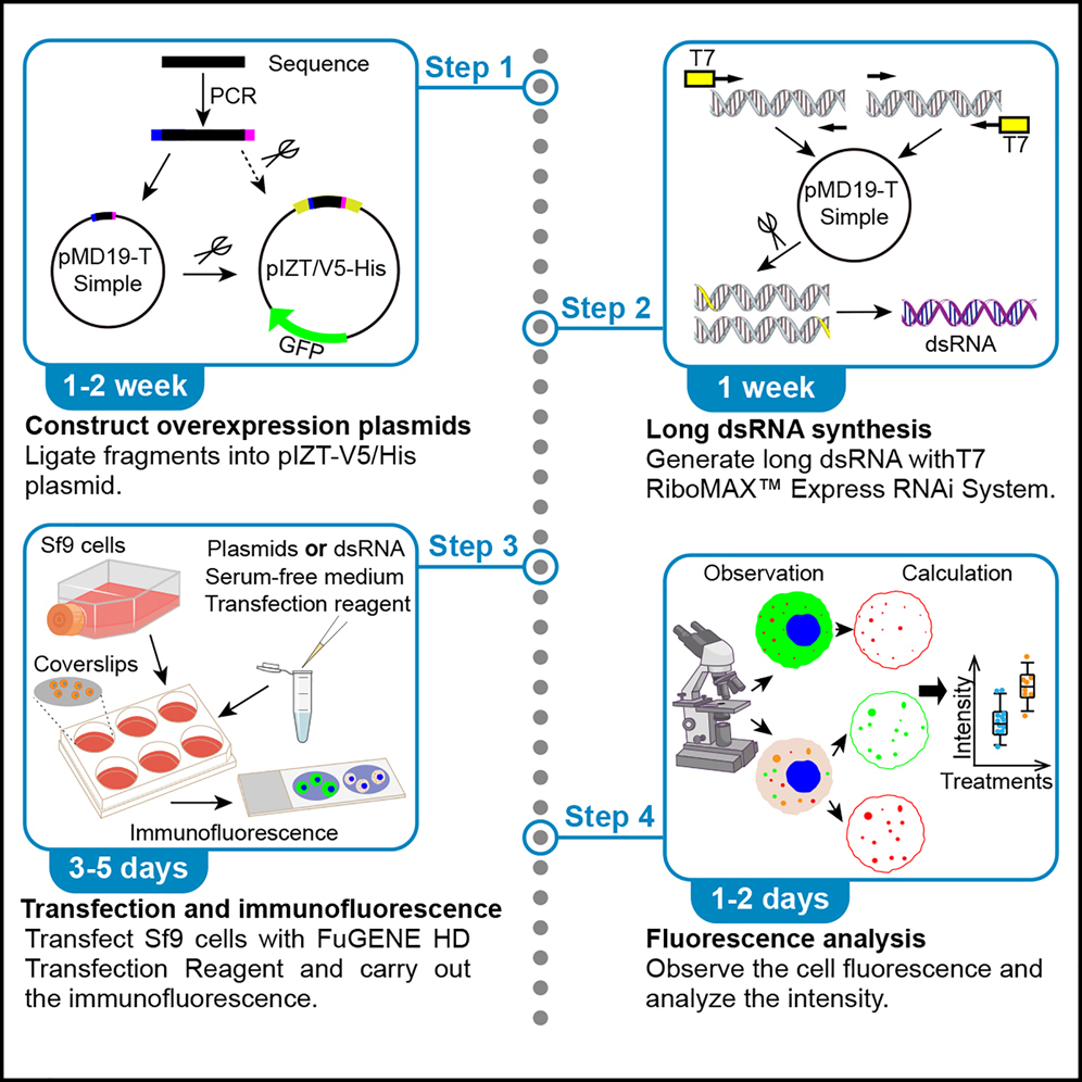 Cell Press: STAR Protocols