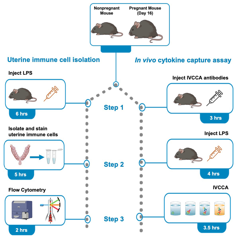 Cell Press: STAR Protocols