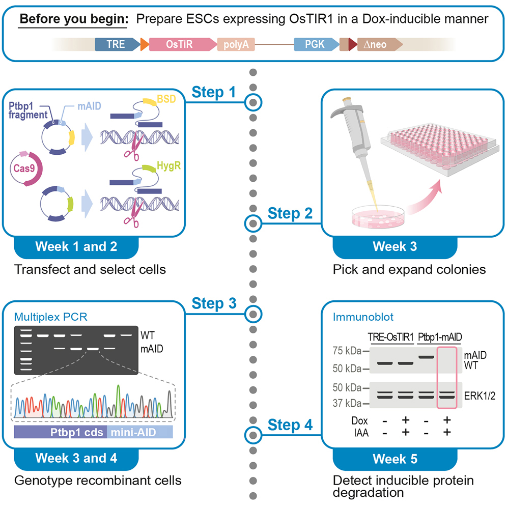 Cell Press: STAR Protocols