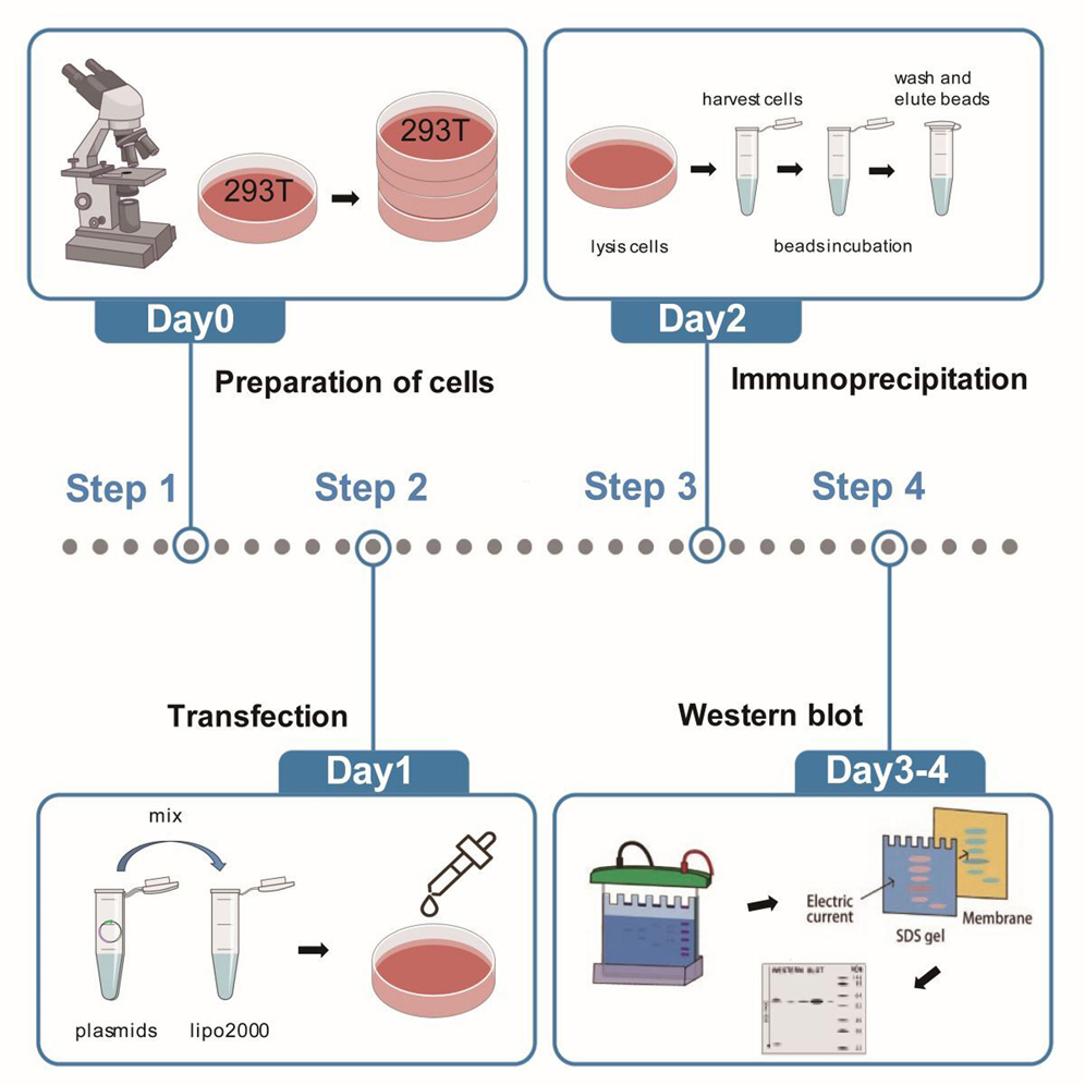 Cell Press: STAR Protocols