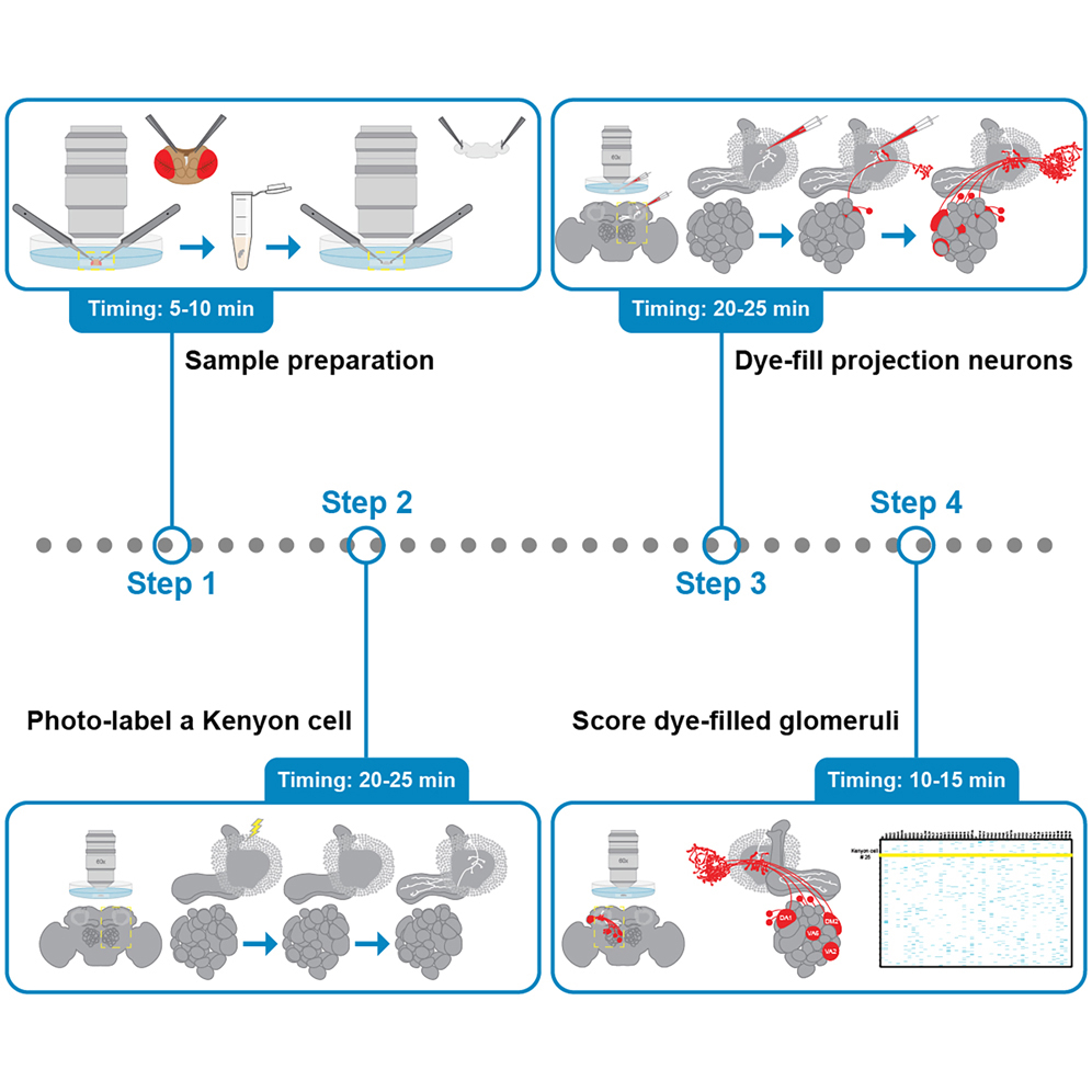 Cell Press: STAR Protocols
