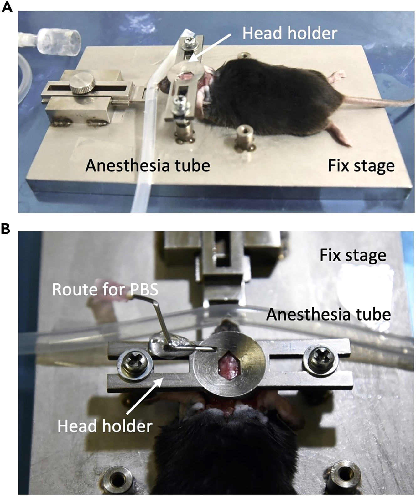 Cell Press: STAR Protocols