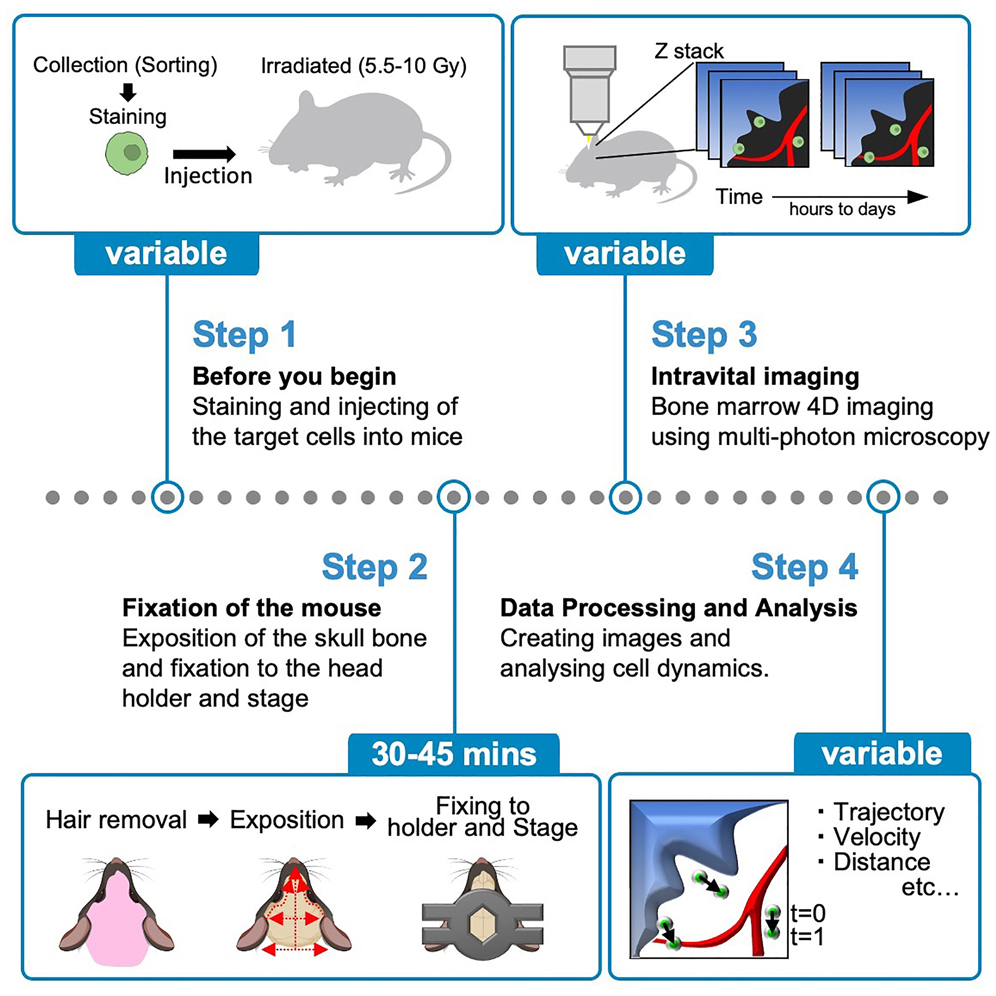 Cell Press: STAR Protocols