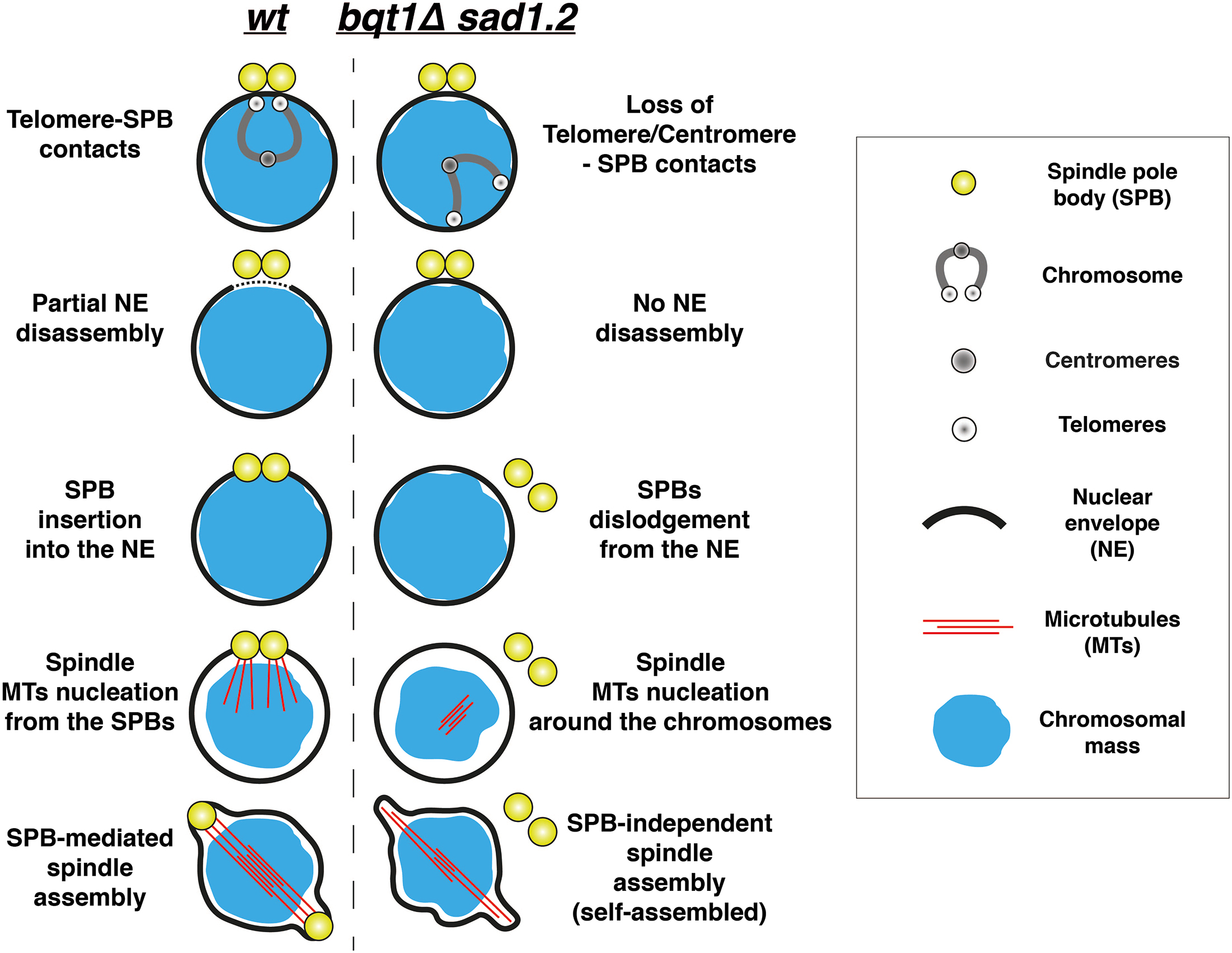 Cell Press: STAR Protocols