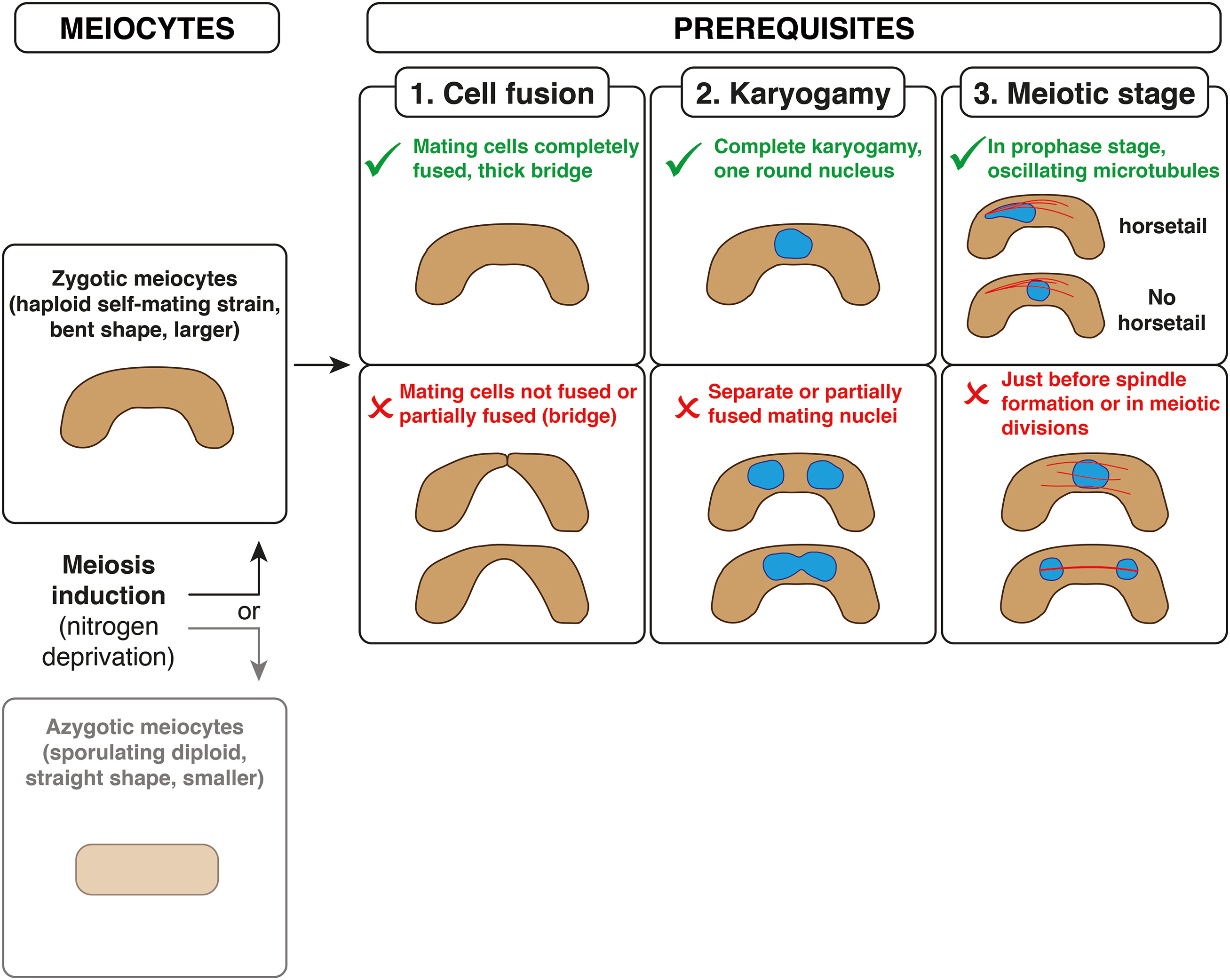 Cell Press: STAR Protocols