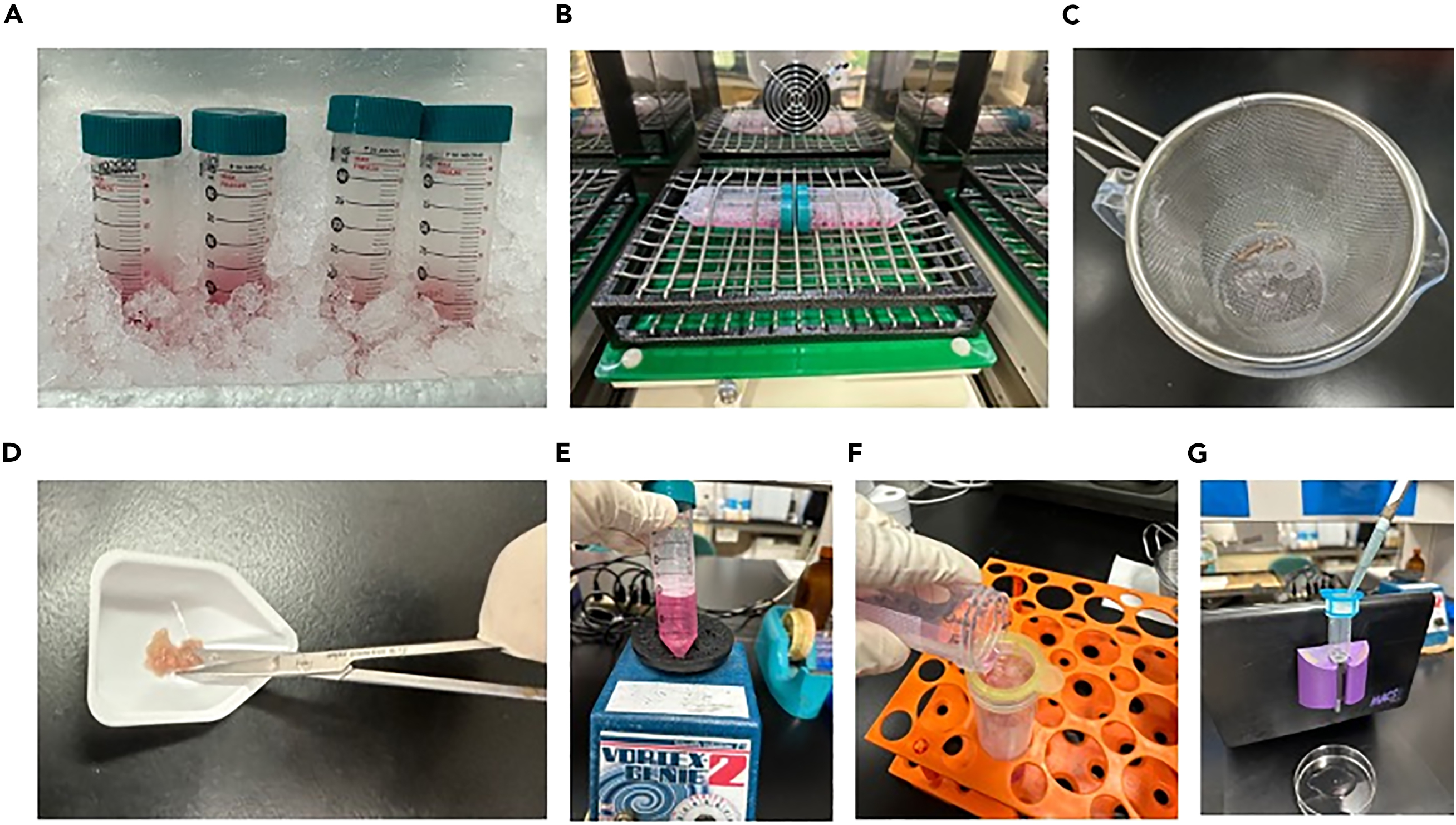 Cell Press: STAR Protocols