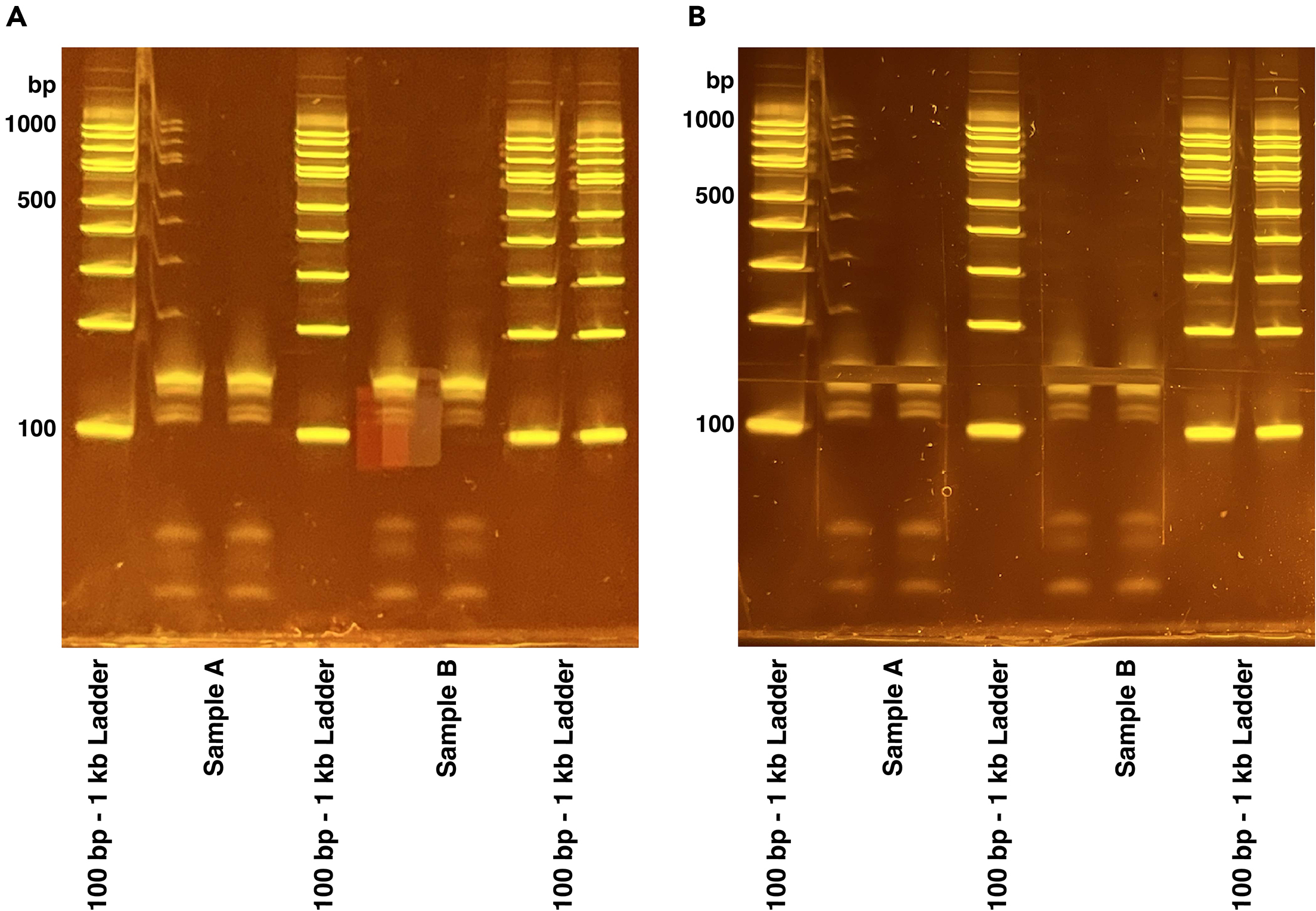 Cell Press: STAR Protocols