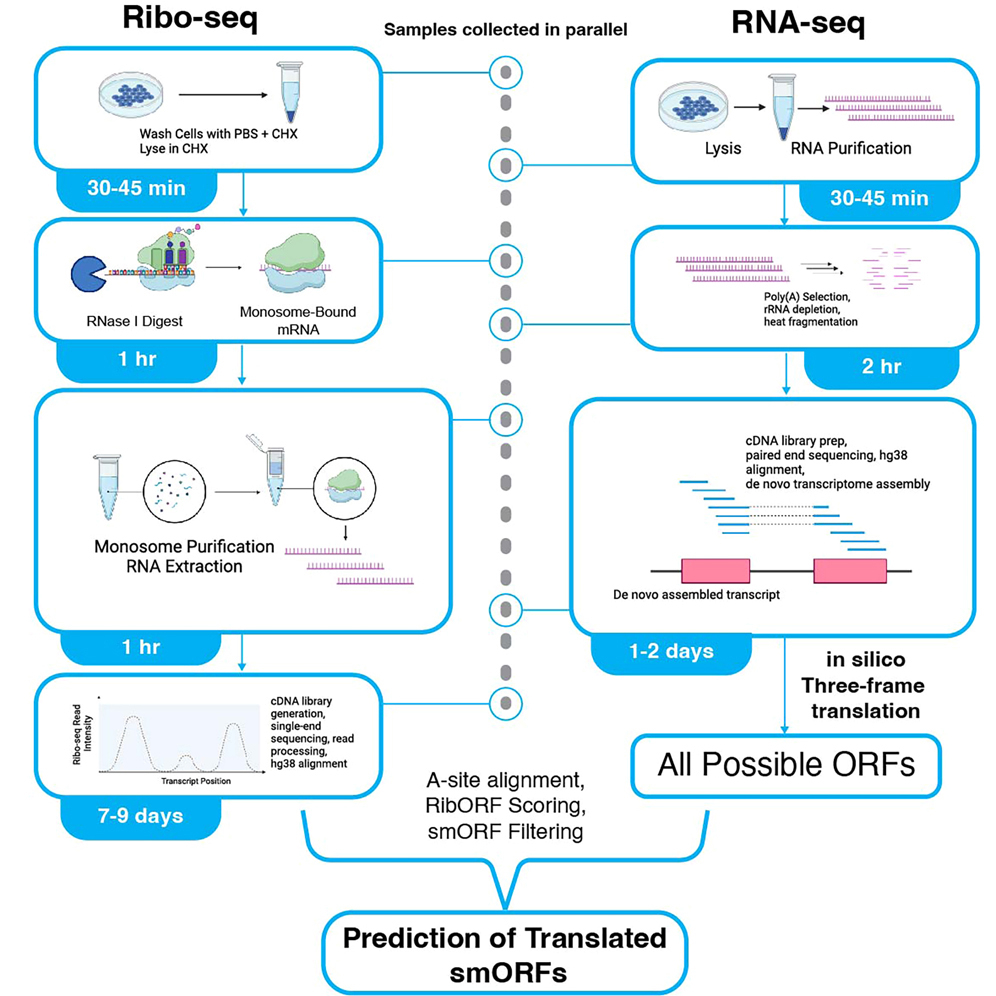 Cell Press: STAR Protocols