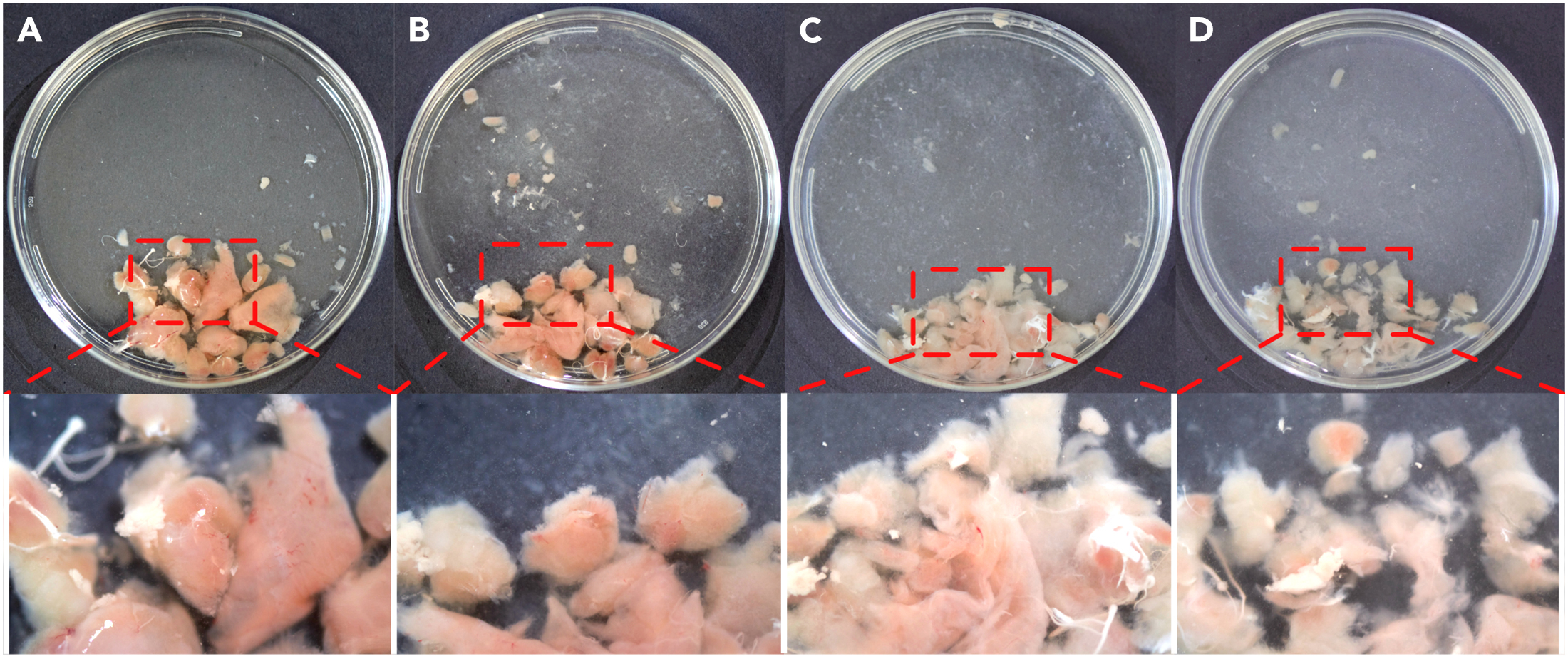 Cell Press: STAR Protocols